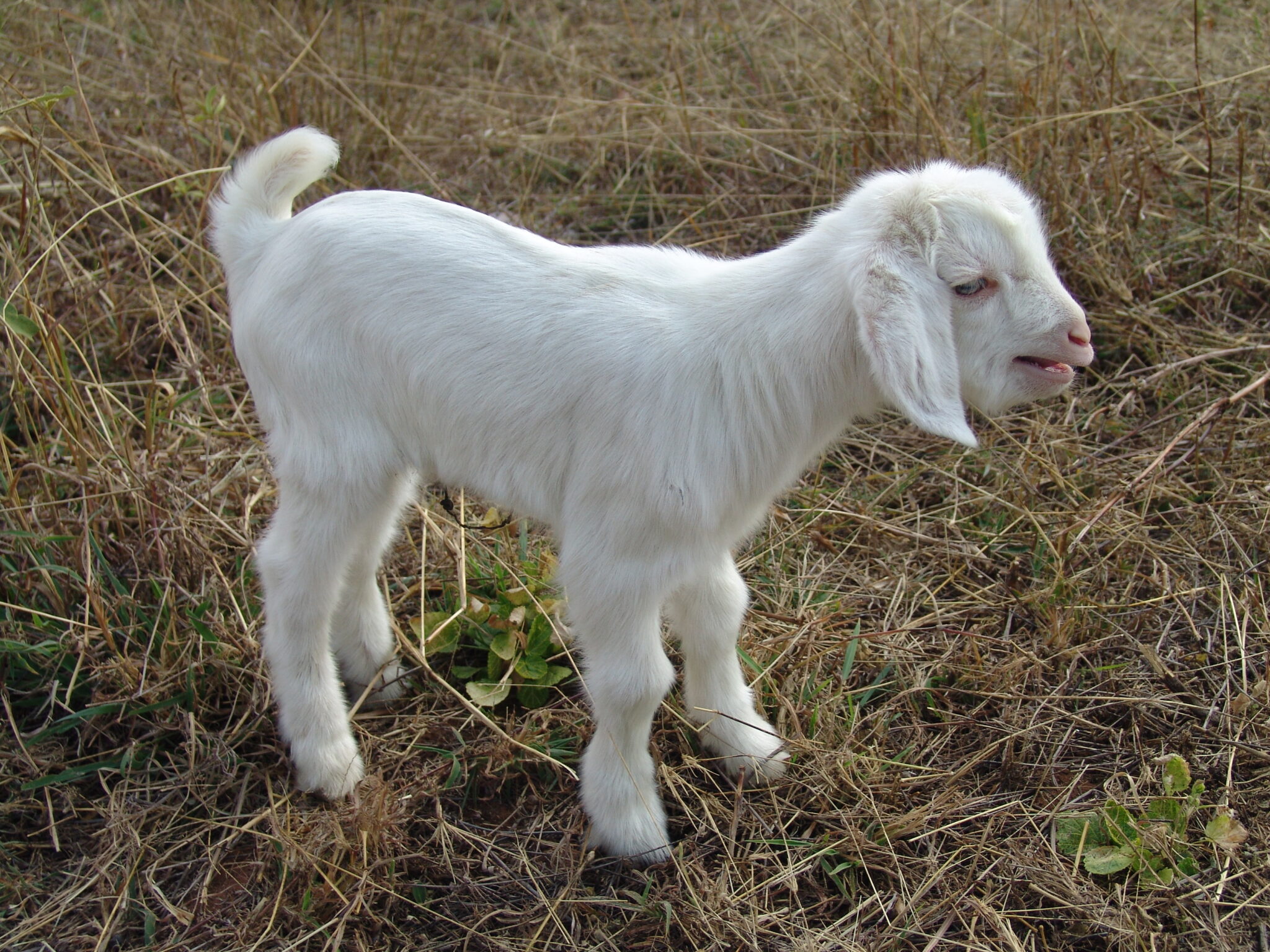 Pneumonia In Goats - Goat Journal